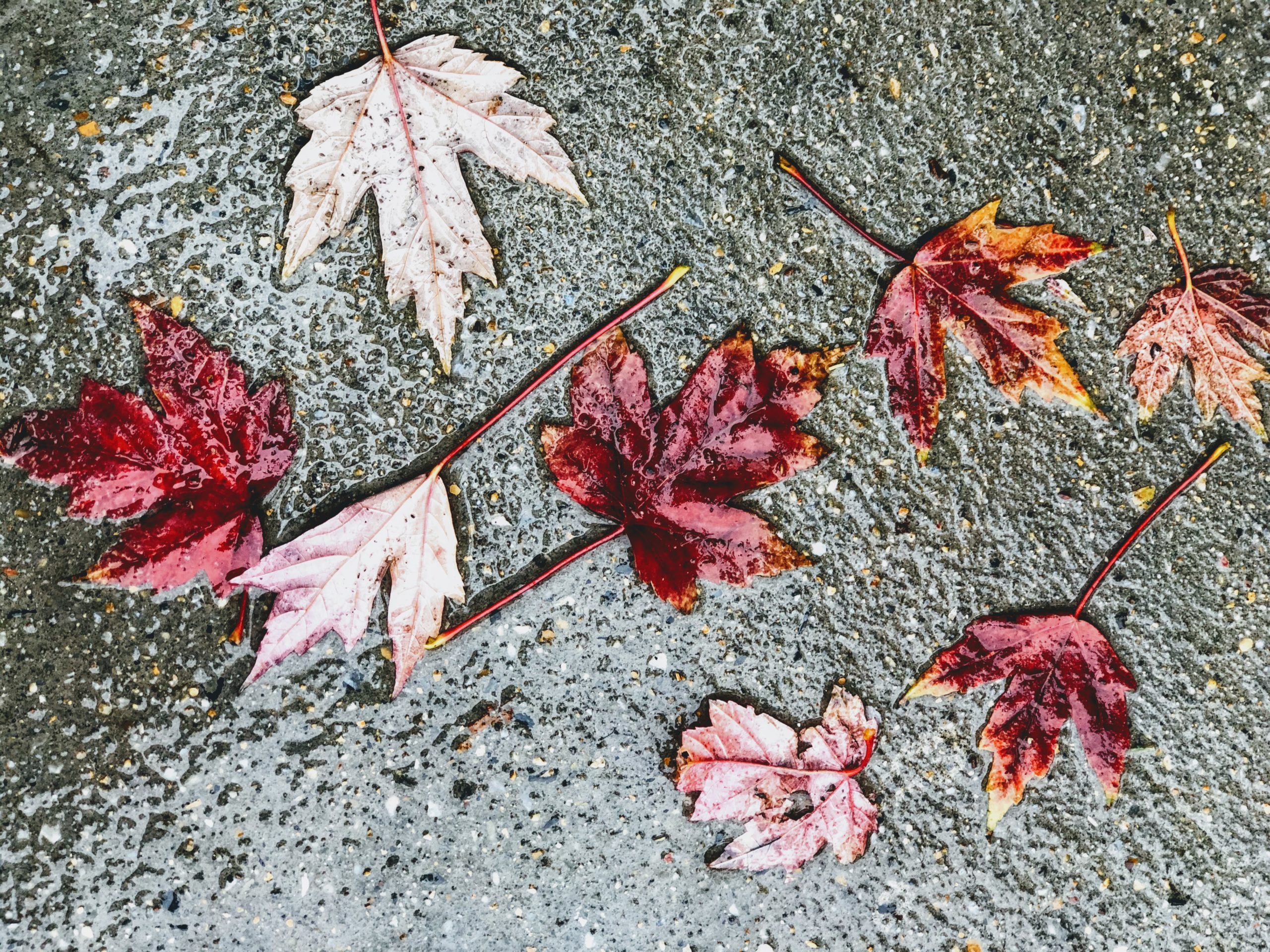 Soft Animal | PsychoPomp